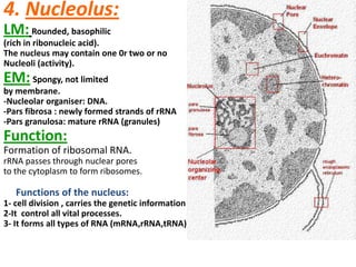 Nucleus & Epithelium - Histology | PPTX