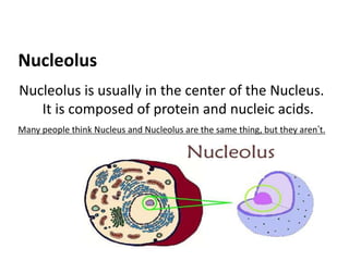 Nucleus martin | PPT