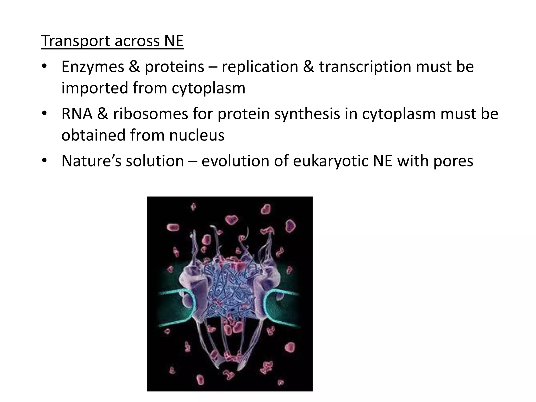 Nucleus – morphology & function | PDF