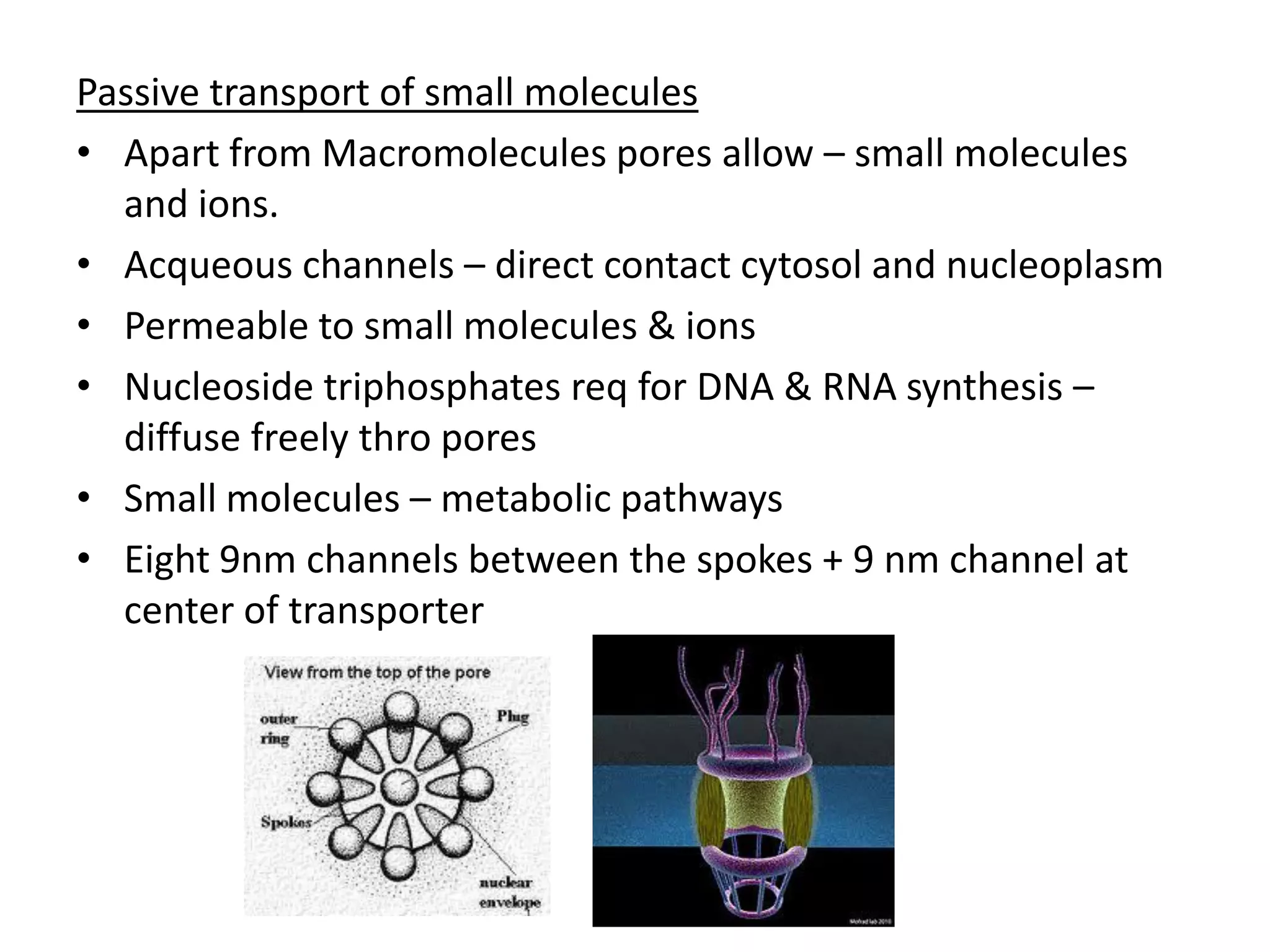 Nucleus Morphology And Function Pdf