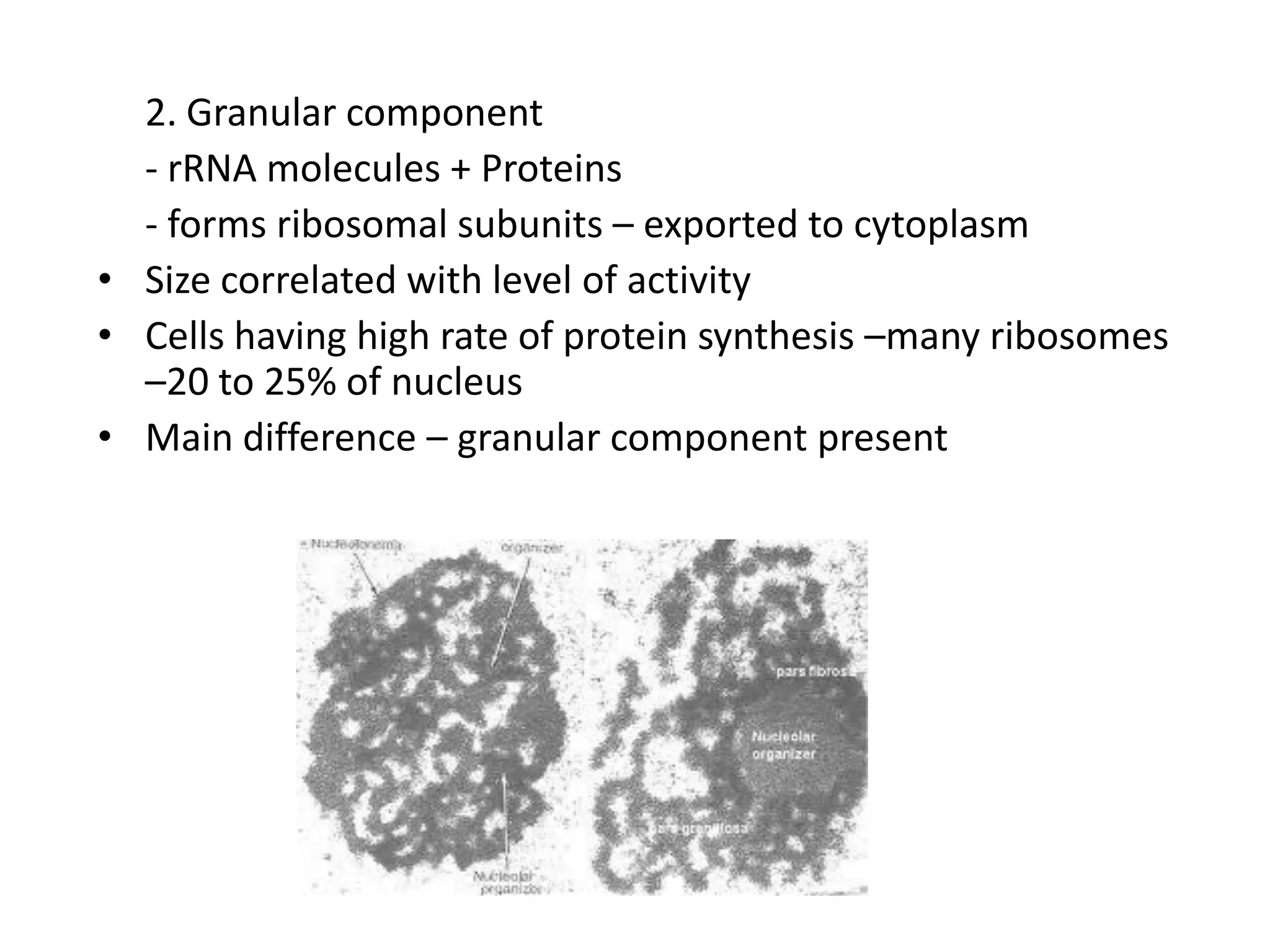 Nucleus – morphology & function | PDF