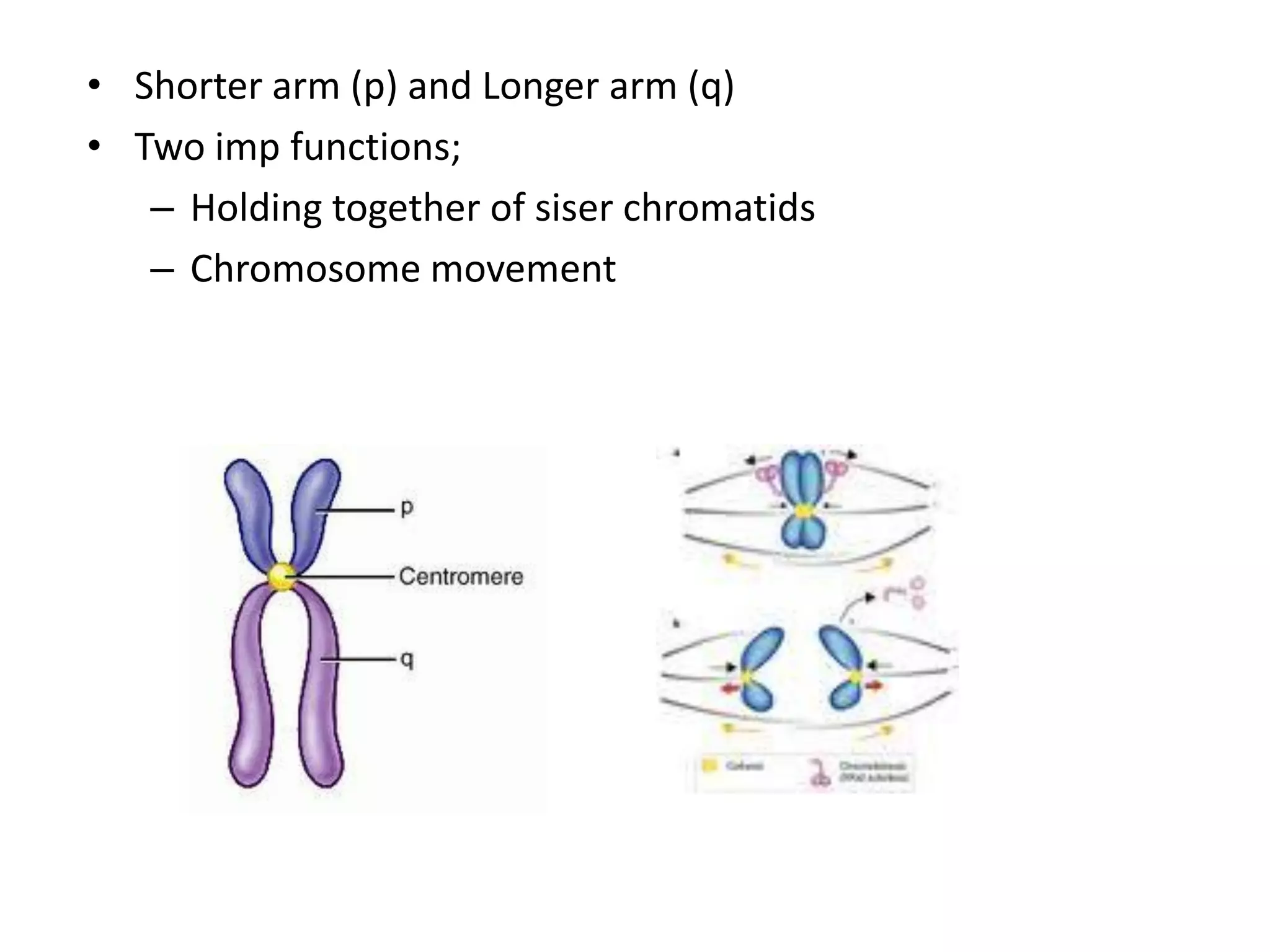 Nucleus – morphology & function | PDF