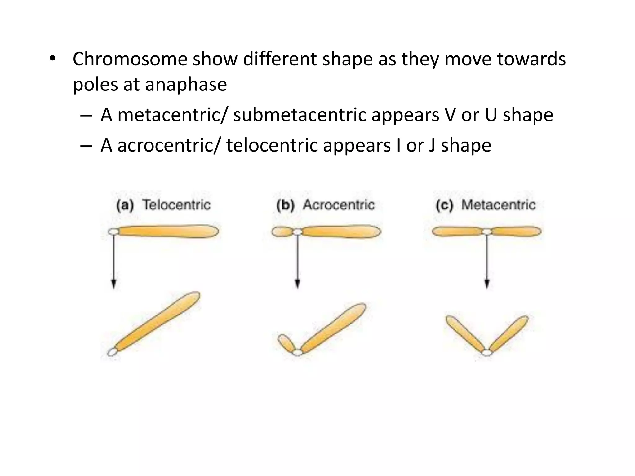 Nucleus – morphology & function | PDF