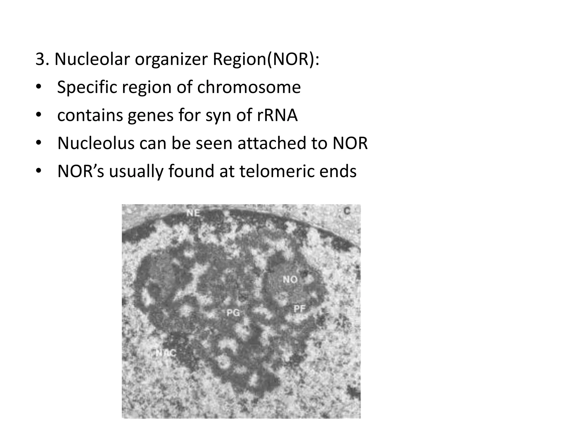 Nucleus – morphology & function | PDF