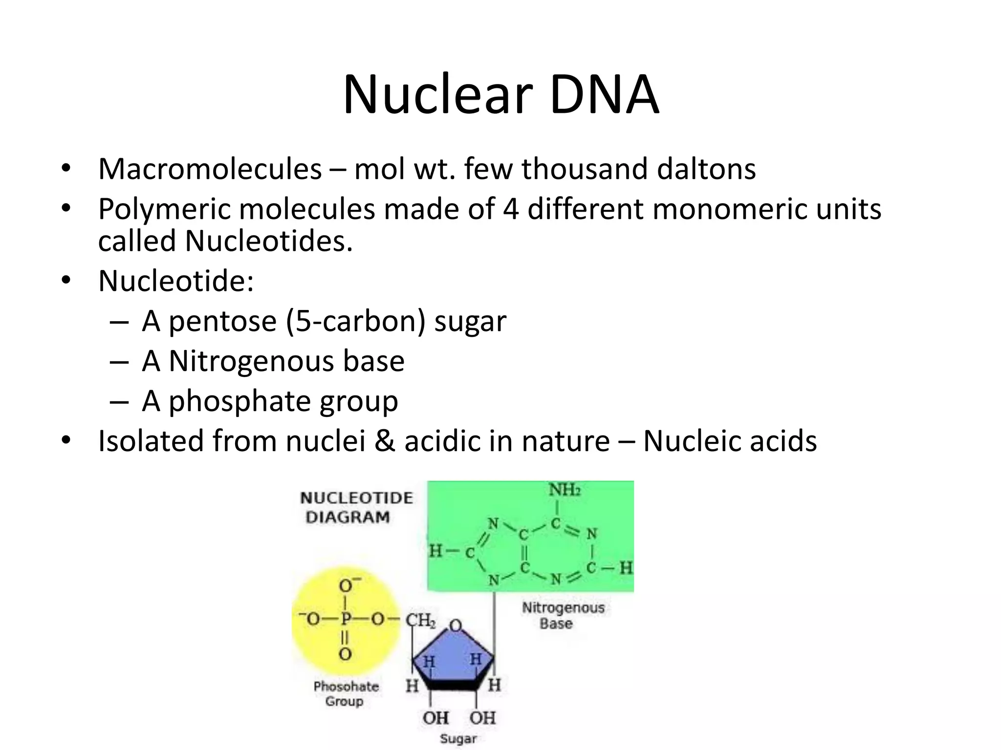 Nucleus – morphology & function | PDF