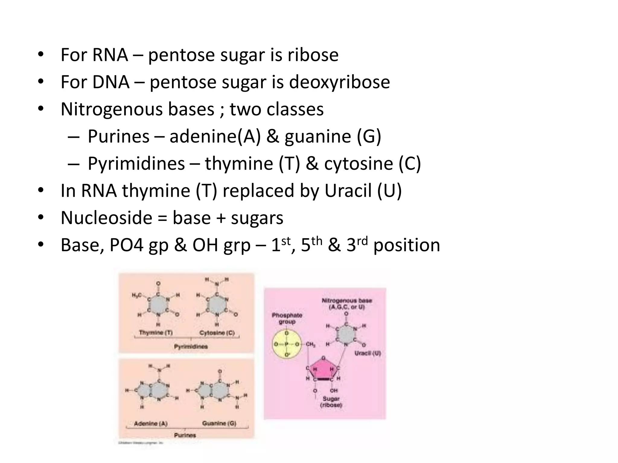 Nucleus – morphology & function | PDF
