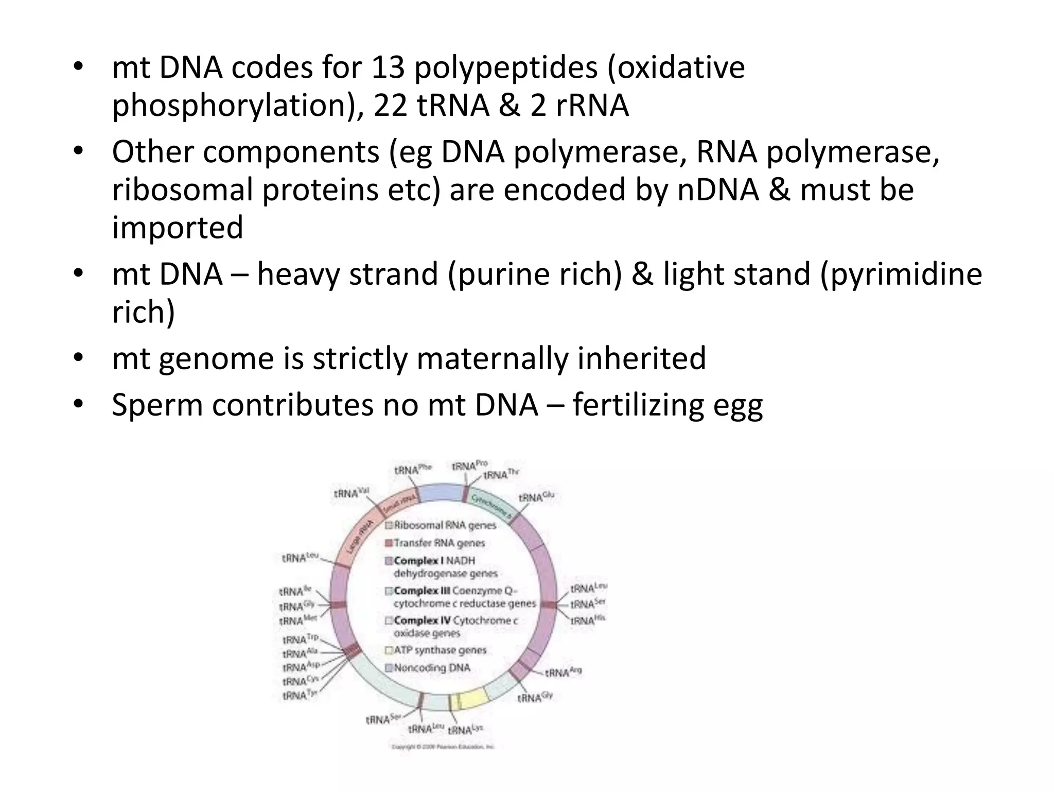Nucleus – morphology & function | PDF