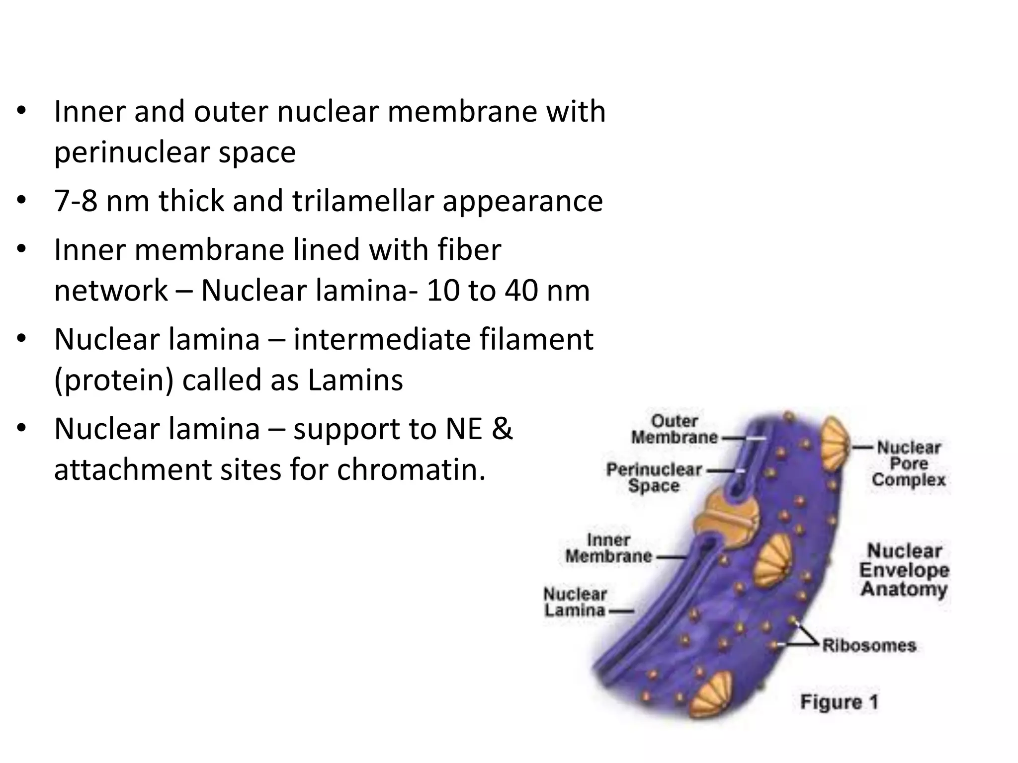 Nucleus – morphology & function | PDF
