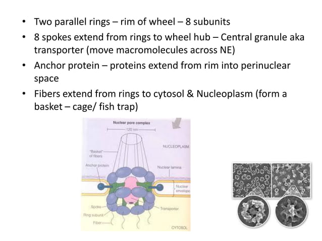 Nucleus – morphology & function | PPT