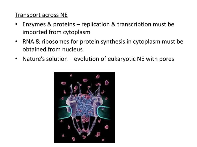 Nucleus – morphology & function | PPT