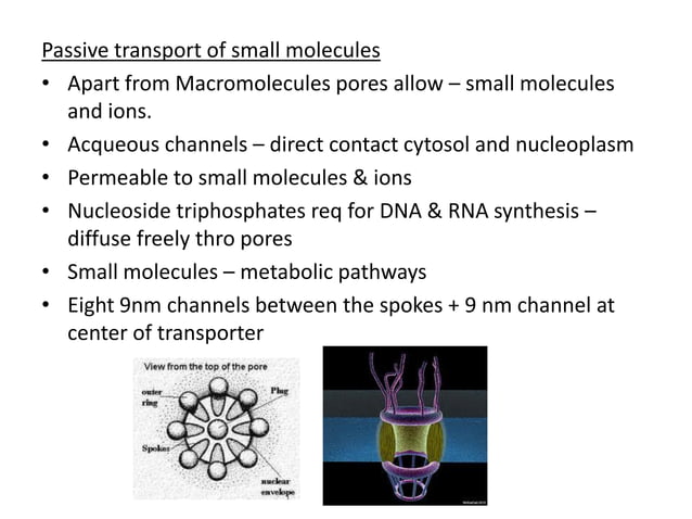 Nucleus – morphology & function | PPT