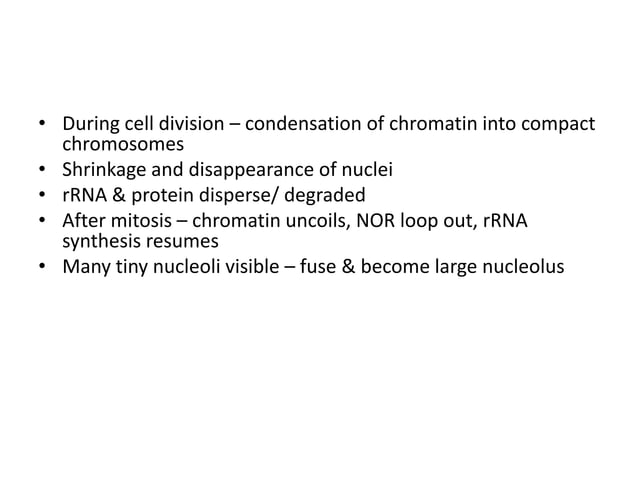 Nucleus – morphology & function | PPT