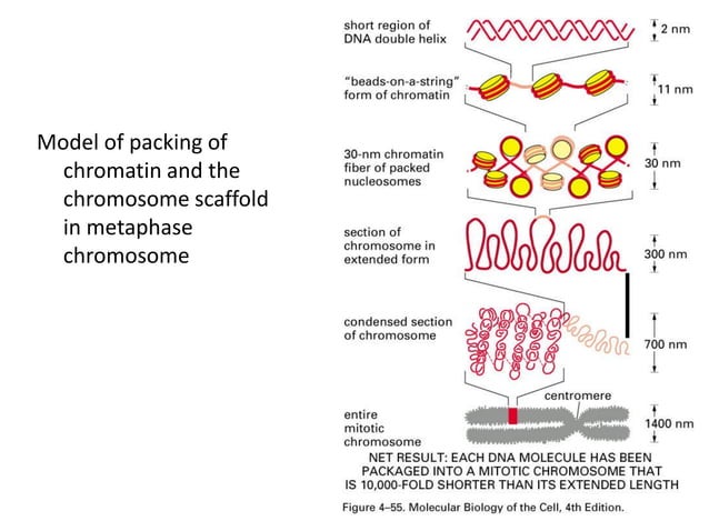 Nucleus – morphology & function | PPT