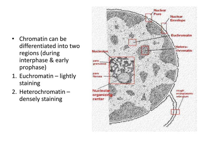 Nucleus – morphology & function | PPT