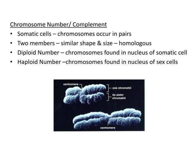 Nucleus – morphology & function | PPT
