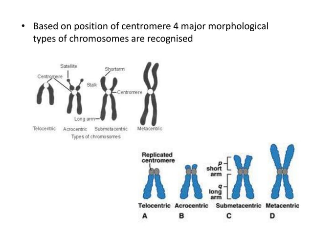 Nucleus – morphology & function | PPT