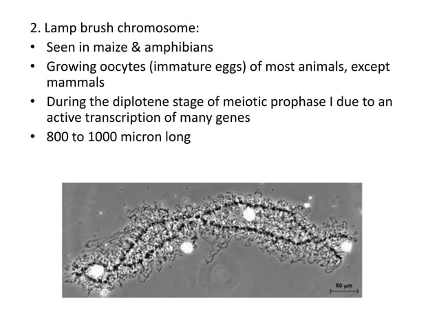 Nucleus – morphology & function | PPT