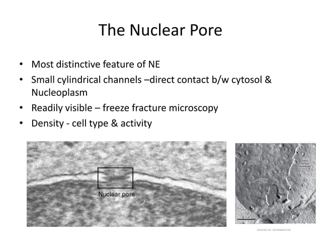 Nucleus – morphology & function | PPT