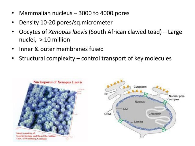 Nucleus – morphology & function | PPT