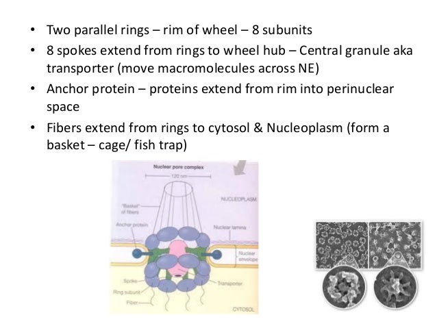 Nucleus – morphology & function