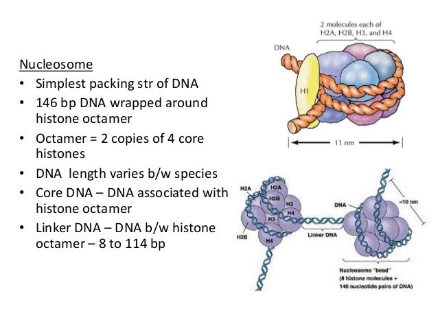 Histone Octamer Structure