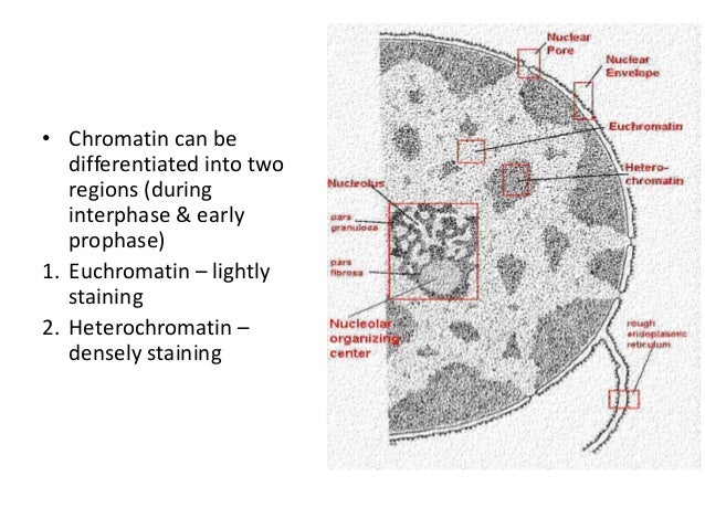 Nucleus – morphology & function