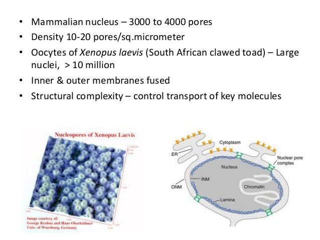 Nucleus Morphology Function