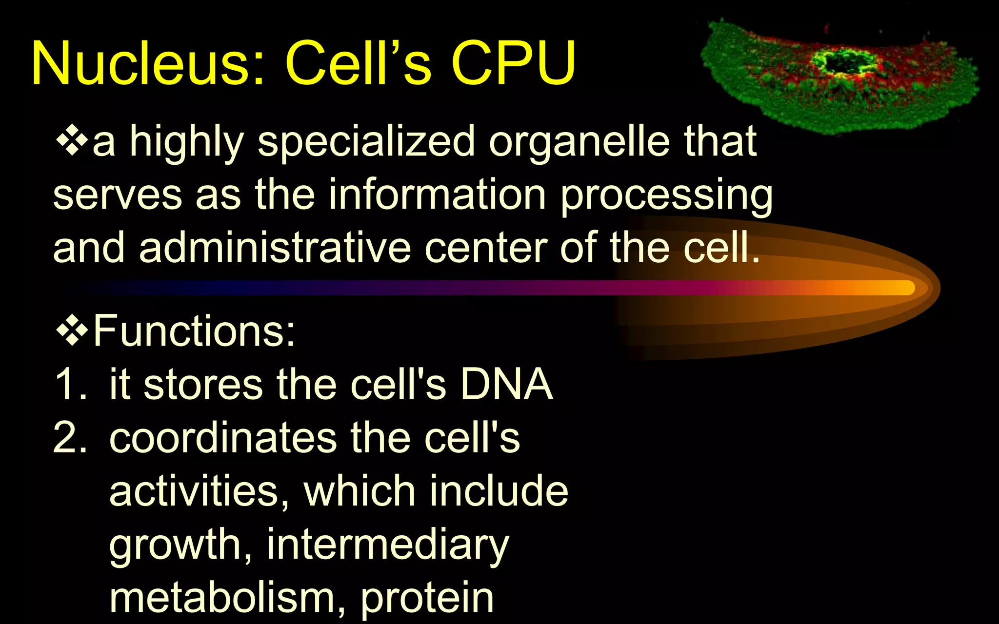 Nucleus of a cell | PPT