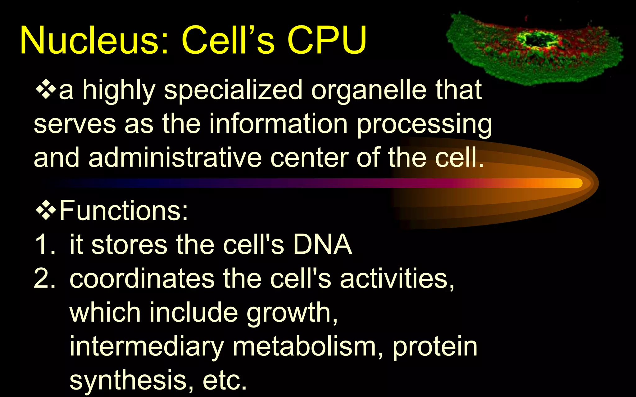 Nucleus of a cell | PPT