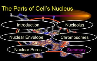 Nucleus of a cell | PPT