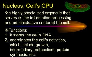 Nucleus of a cell | PPT