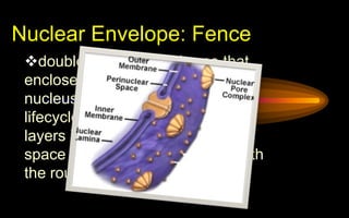 Nucleus of a cell | PPT