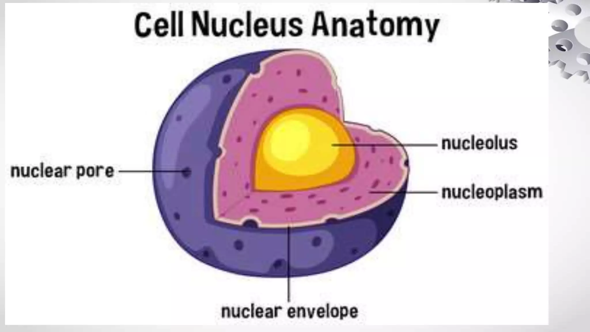 Nucleus ppt | PPT