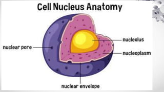 Nucleus ppt | PPT