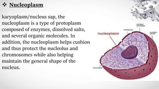 Nucleus ppt | PPT
