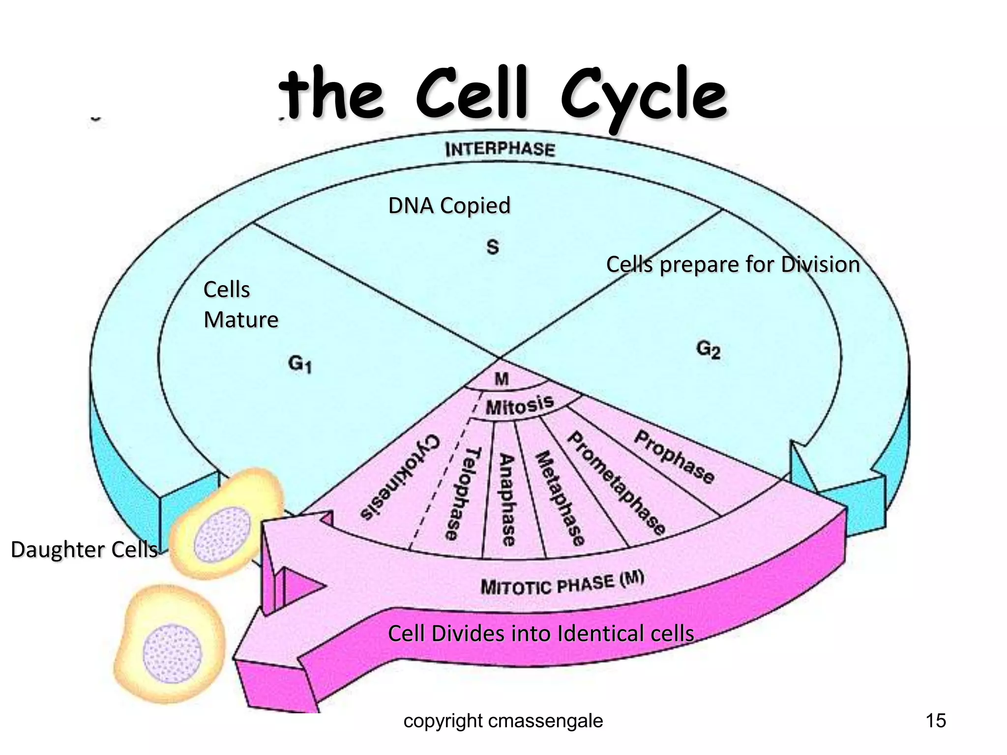 Nucleus report | PPTX