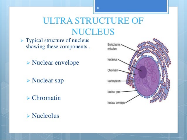 Nucleus sivaraj