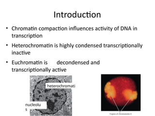 Nucleus structure and the traffic between nucleus and cytoplasm | PPTX