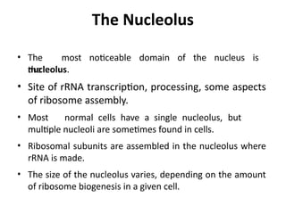 Nucleus structure and the traffic between nucleus and cytoplasm | PPTX