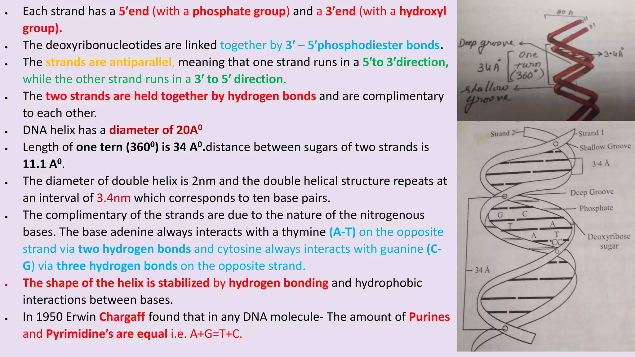 Nucleic acid dna | PPTX