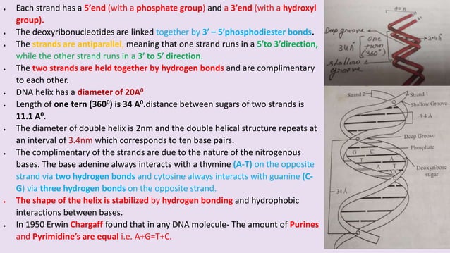 Nucleic acid dna | PPT