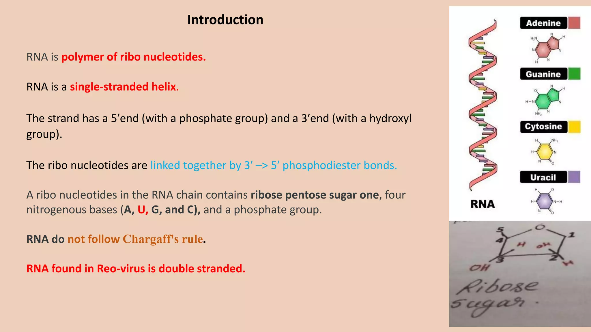 Nucleic acid -RNA | PPT