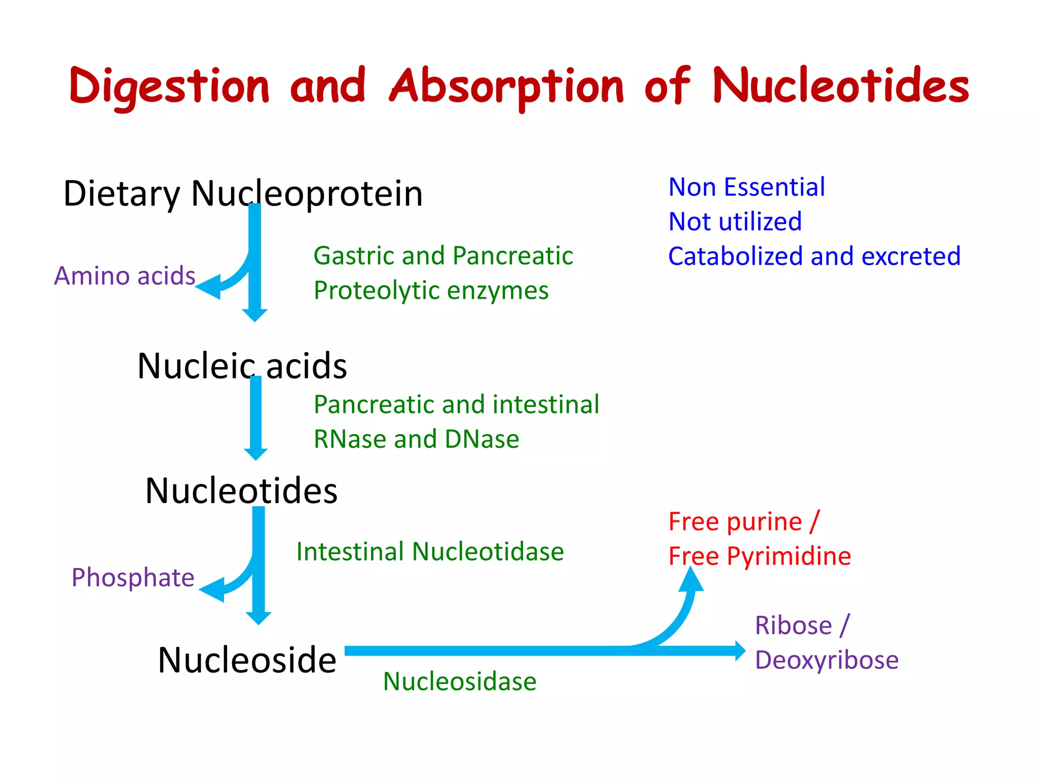 NUCLEIC ACID METABOLISM AND DISORDERS CBME 6.1-6.4 DJT 22.pptx