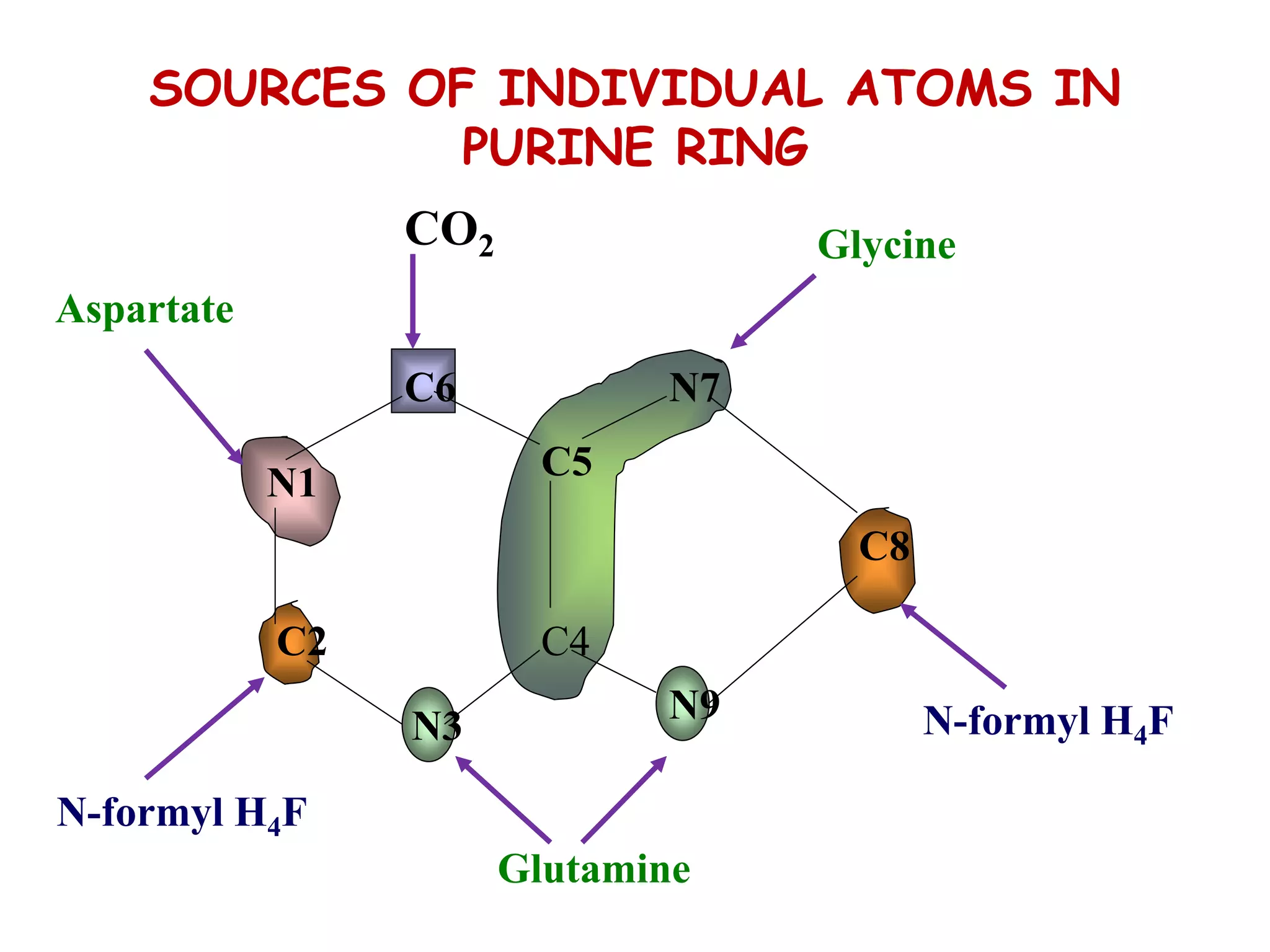 NUCLEIC ACID METABOLISM AND DISORDERS CBME 6.1-6.4 DJT 22.pptx