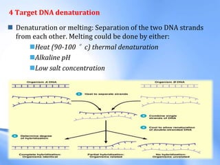Nucleic acid hybridization by kk | PPTX | Chemistry | Science