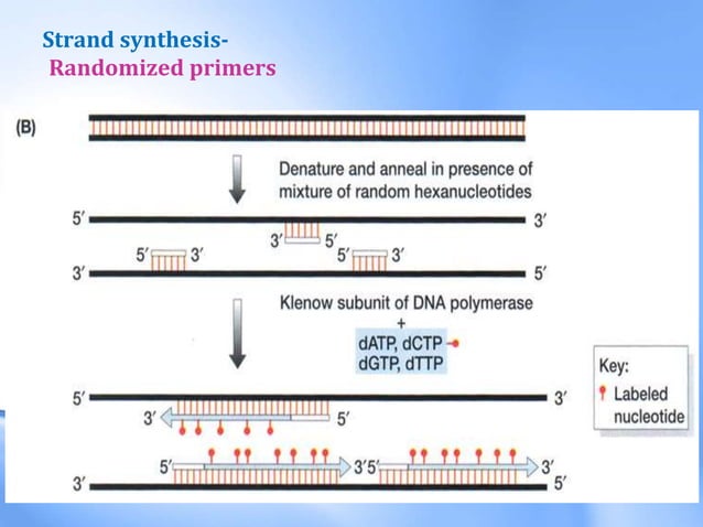 Nucleic acid hybridization by kk | PPTX | Chemistry | Science