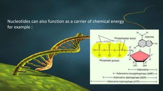 Nucliec acids | PPTX