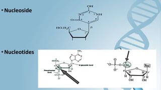 Nucliec acids | PPTX