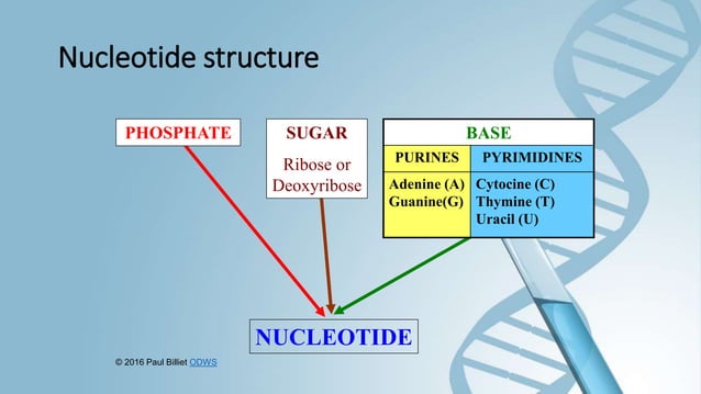 Nucliec acids | PPTX
