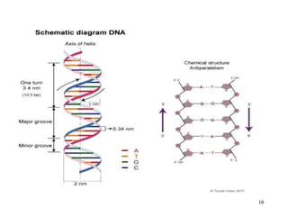 Nucliec acids and Nucleotide | PDF | Chemistry | Science